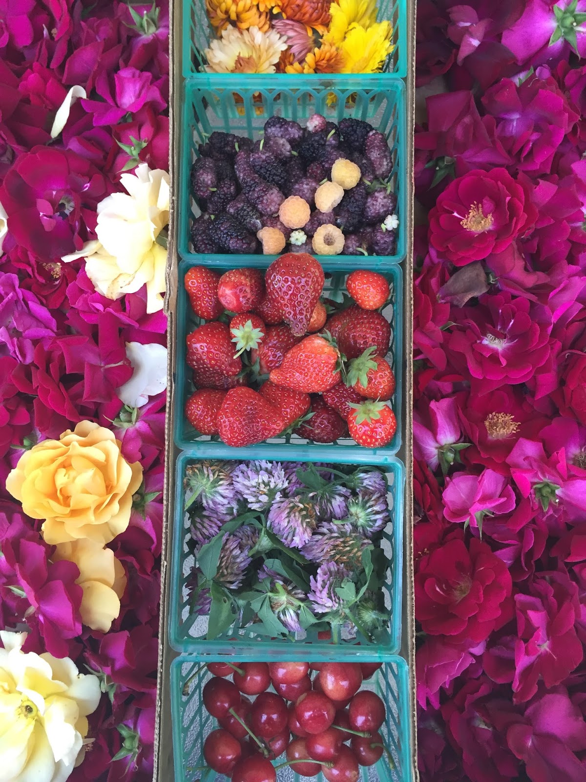 From the Garden: Late Spring at the Wild Rose Homestead