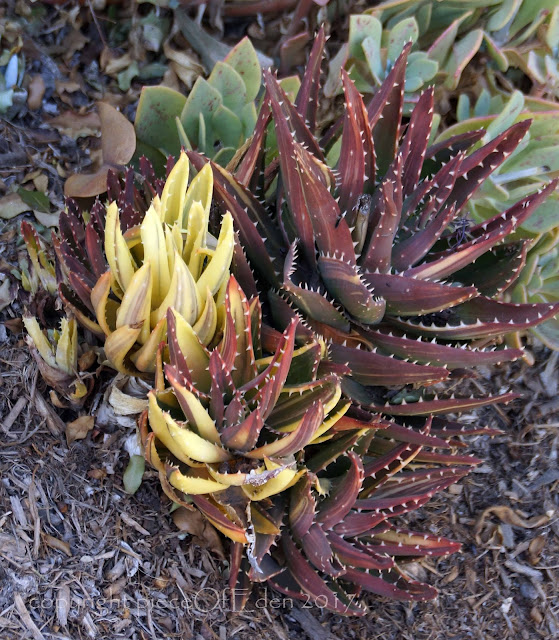 I'm Dreaming Of A White Ferox