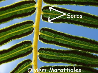 Biologia em Ação: Ordens Ophioglossales e Marattiales (Eusporangiadas)
