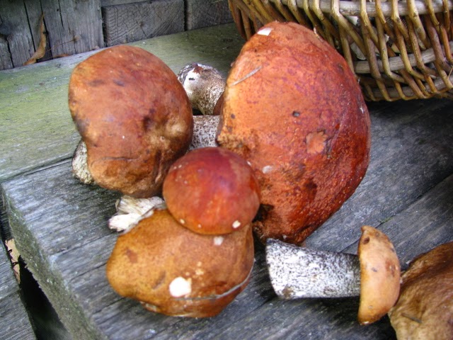 Kaubi maablogi: Kaseriisikate uputus ja tore riisikas