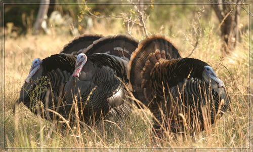 cada momento estudio: EL GUAJOLOTE DOMESTICOS