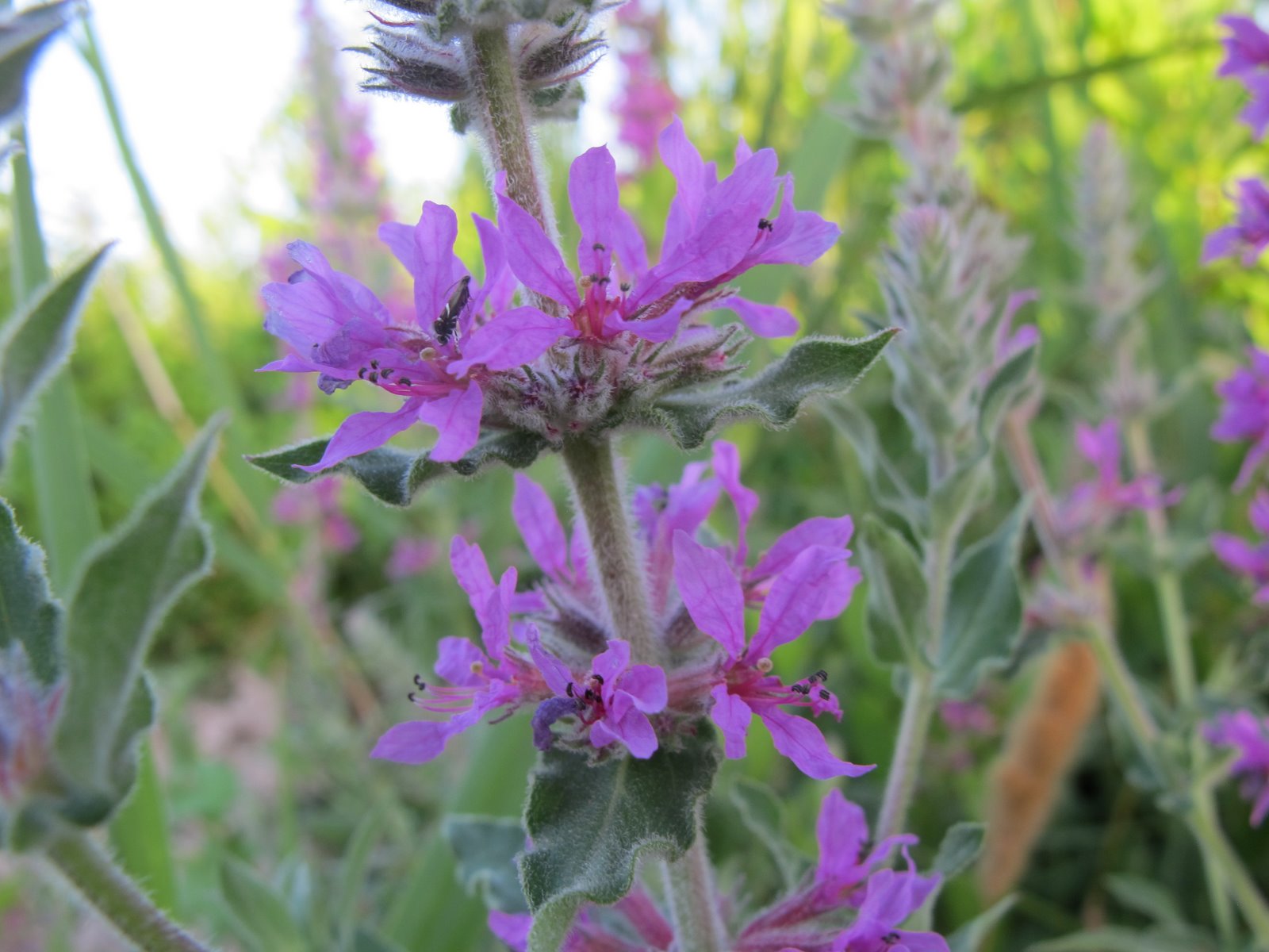 FLORA NEL SALENTO e.. anche altrove: Lythrum salicaria L. - Lythraceae ...