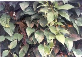 Tanaman Obat Sembukan - Amazing Indonesia