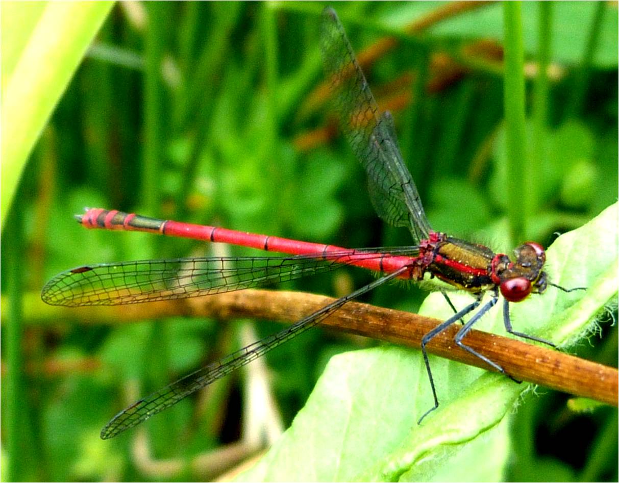 Insects of Scotland: Dragonflies/Damselflies