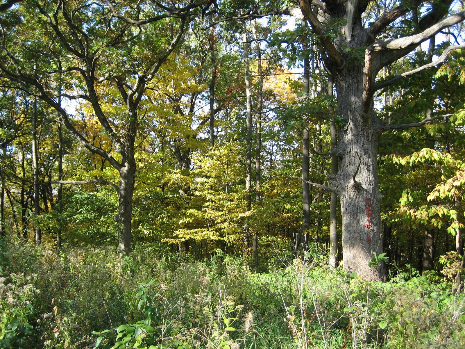 Practical Biology: science for everyone: Life of an Oak Part 4: the ...