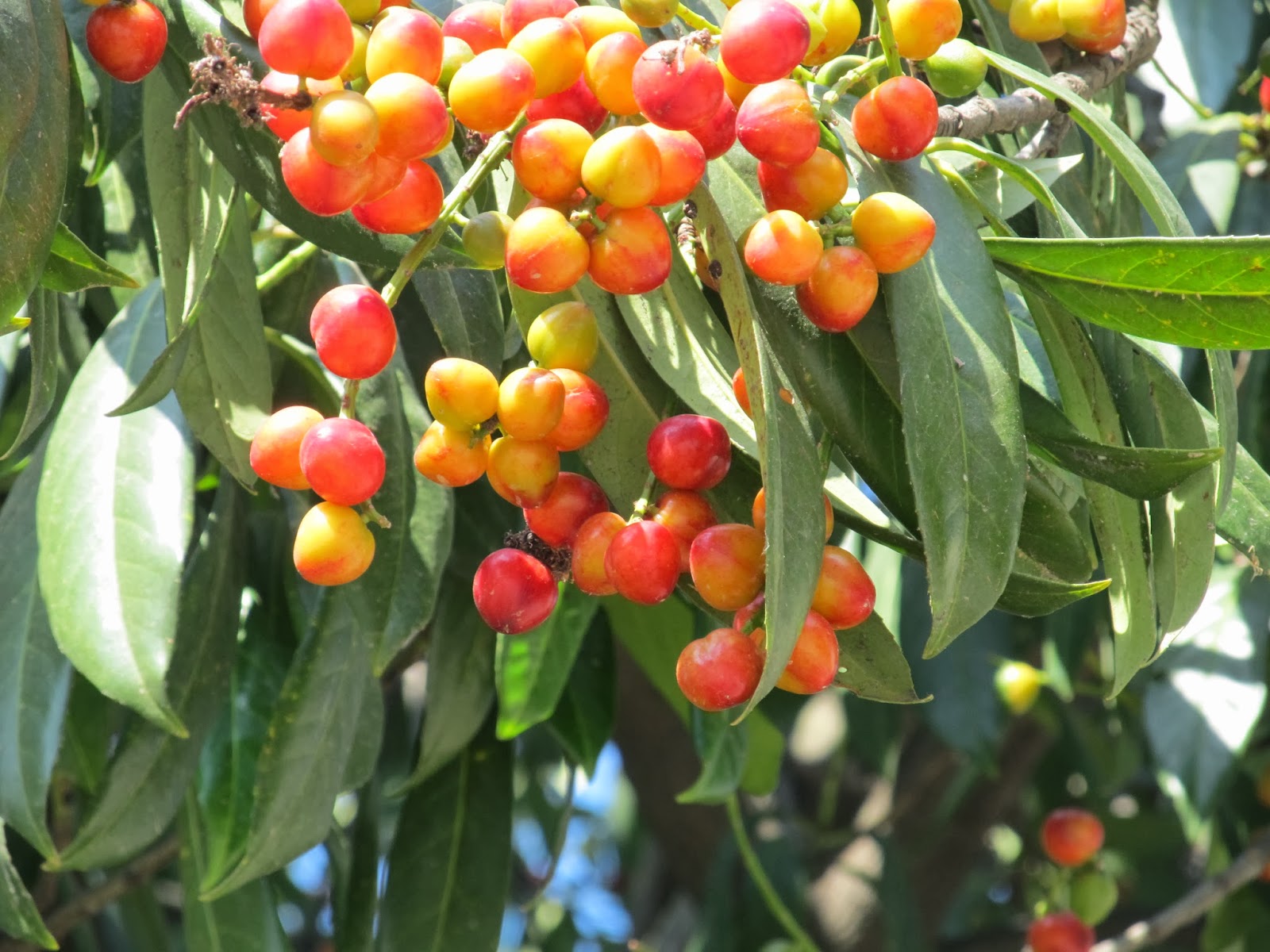 Cittaslow Botanik Park: KARAYEMİŞ AĞACI