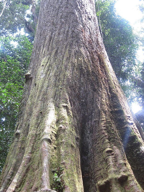 Forest Dweller: A Trip to Cengal Besar Sg. Loh, Hulu Dungun, Terengganu