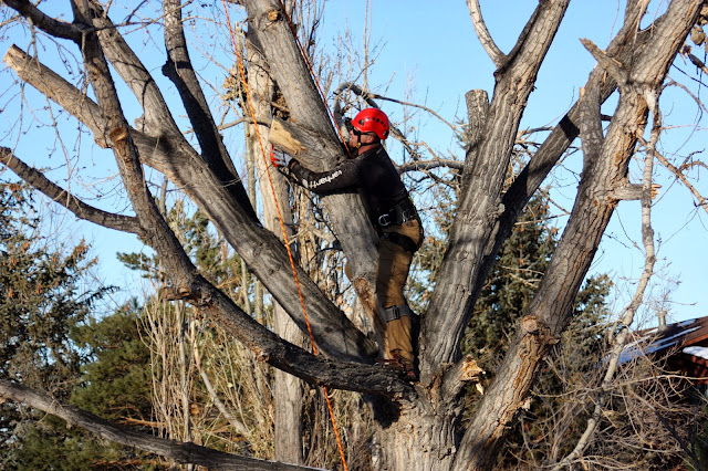 Only the Manager: Tree Monkey Guy