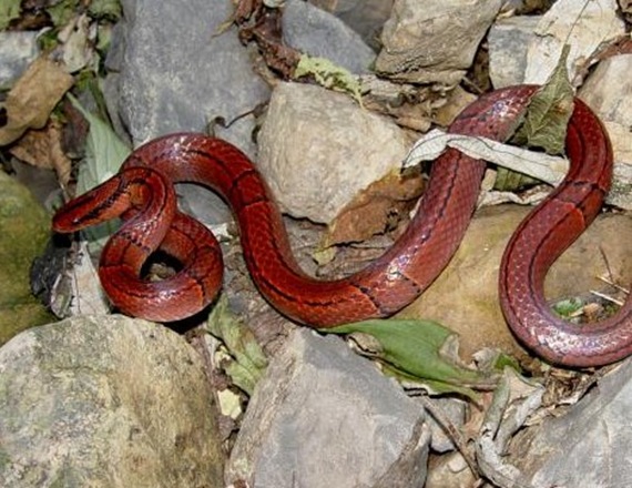 Our Beautiful World: Beautiful red snakes