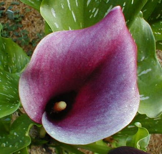 Gallery of Callas Lilies by Color: Purple Calla Lilies