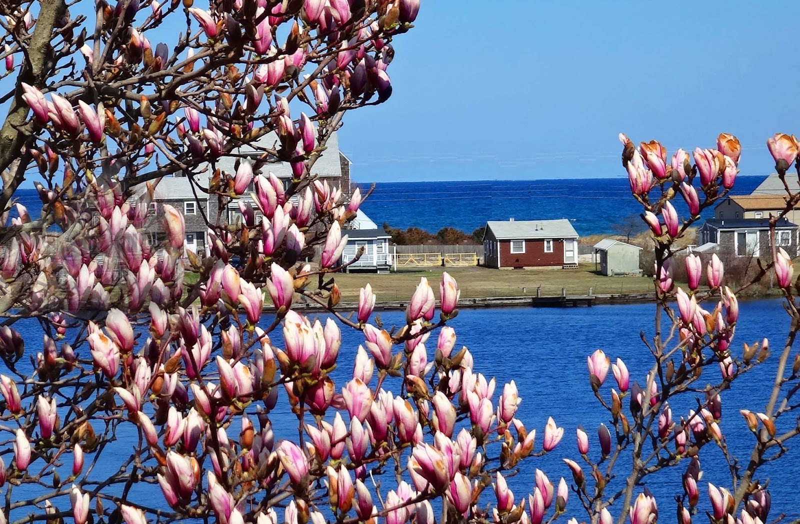 Joe's Retirement Blog: Magnolia in Spring, Bartlett Pond, Manomet ...