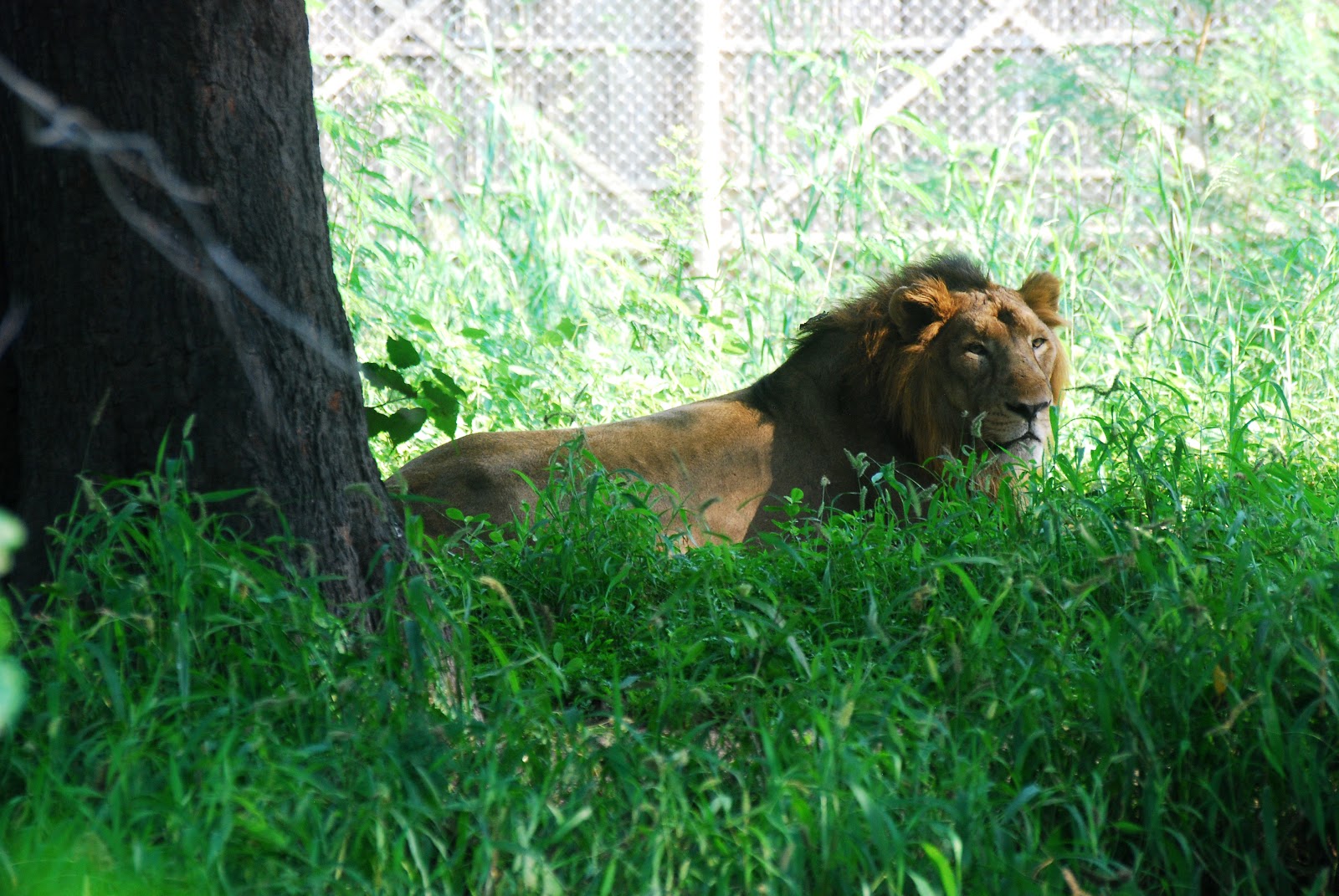 A Refreshing Walk at National Zoological Park, Delhi - India Travel Blog