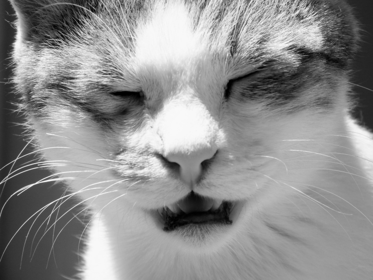 Ini Adalah Bellarina Natasya: Jaundice Pada Kucing Yaya Pergi - kucing ...