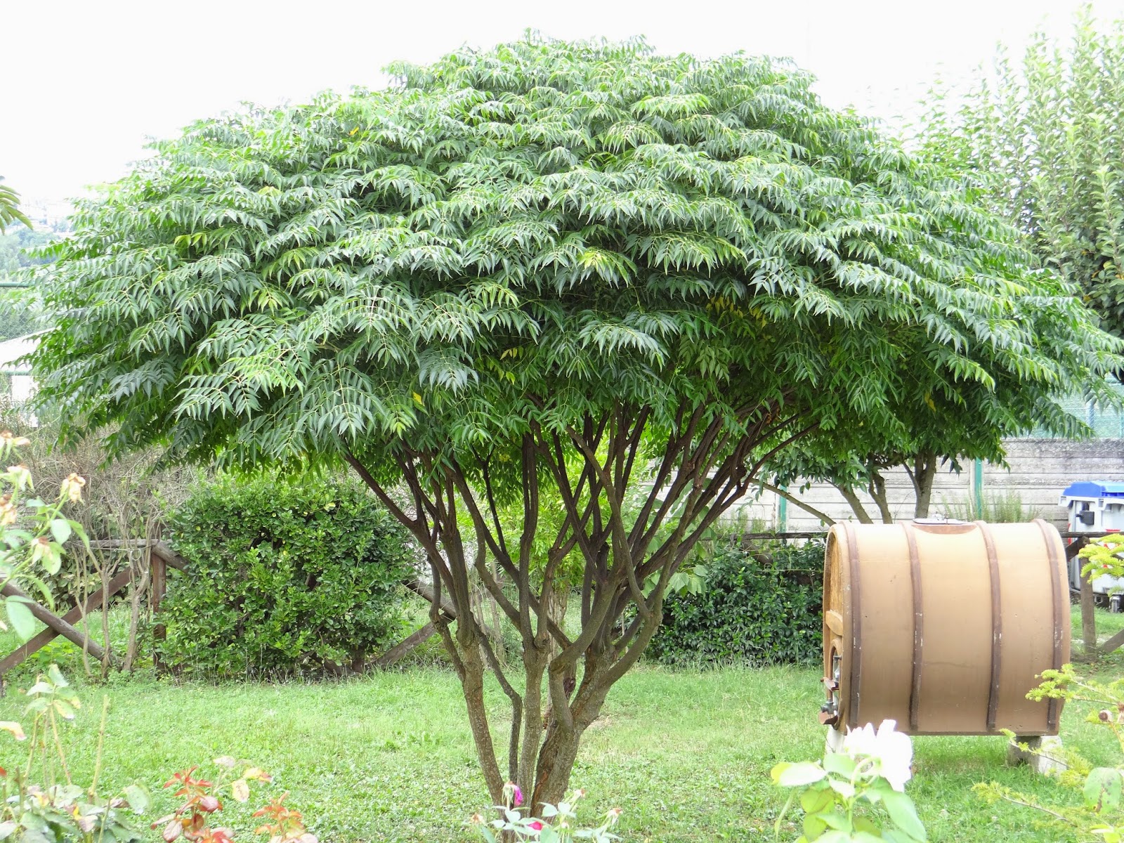 Gradina Viselor: Taierea arborilor, arbustilor si pomilor fructiferi