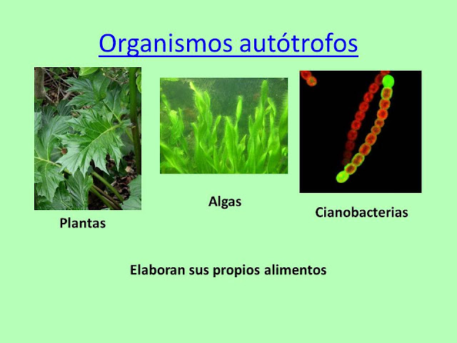 TEMAS SELECTOS DE BIOLOGIA 2-BIODIVERSIDAD: marzo 2016