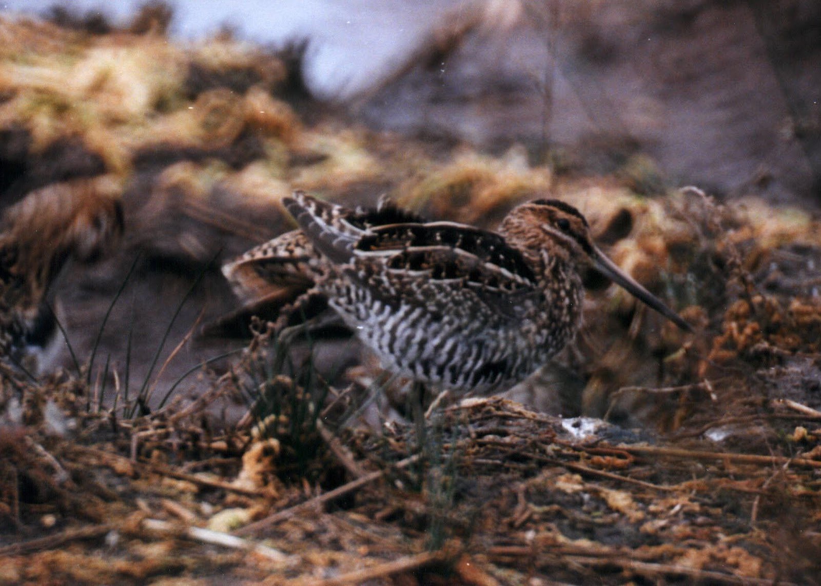 Travels with birds: Looking back - The first Western Palearctic Wilson ...