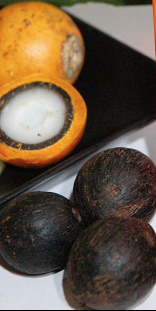 The Promise of Seeds: Magic in a Packet: 2017