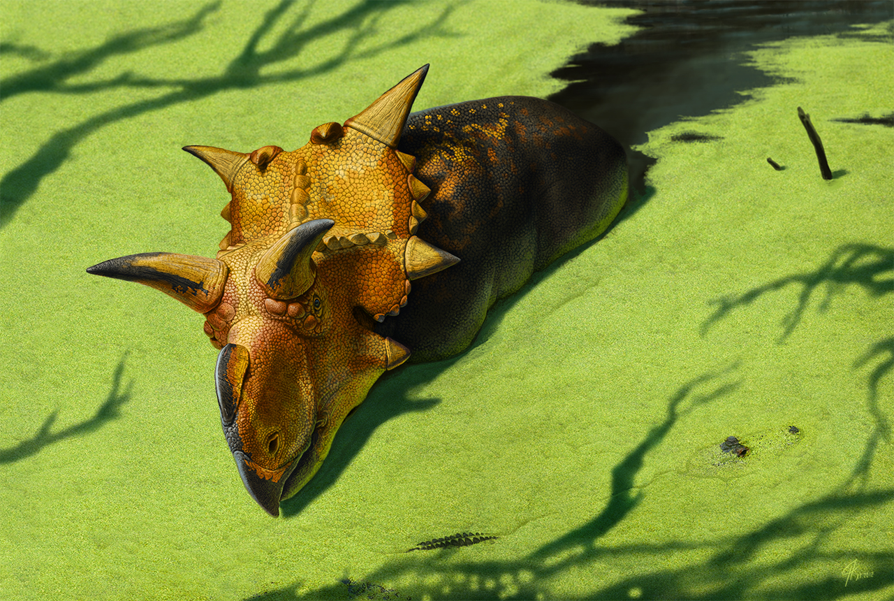 DinoArt: Xenoceratops (final)