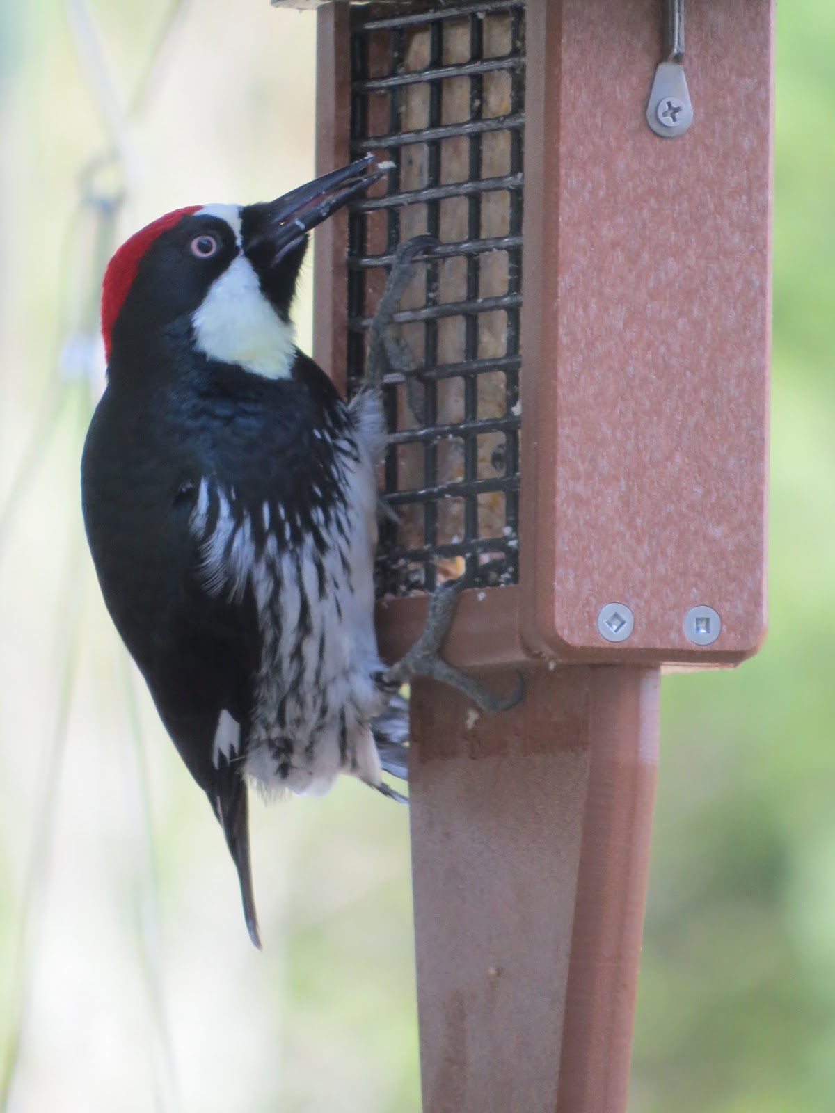 Garden Grumbles and Cross Stitch Fumbles: Sowing Shamrocks or Sewing ...