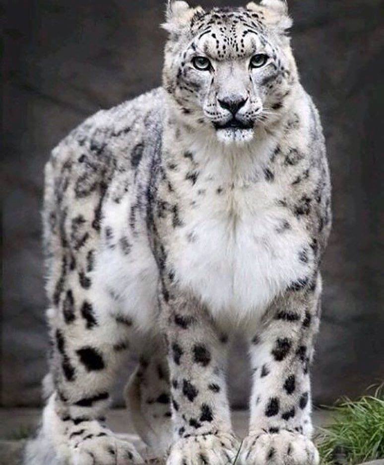 Media Swara Rajawali: ASOSIASI SWARA WARTAWAN DEMOKRASI