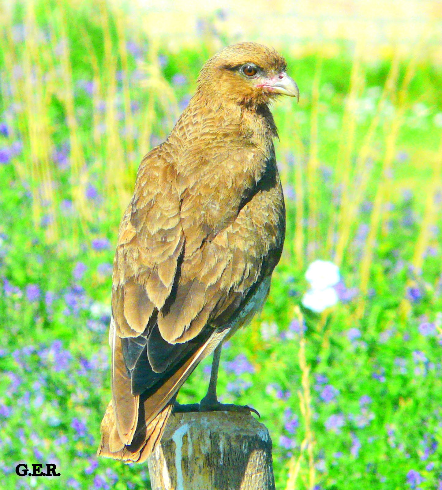 Aves del Golfo San Jorge: Chimango (Milvago chimango)