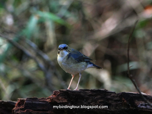 鸲 Robins and Shamas (Muscicapidae) | Malaysia Birding - Birdwatching ...