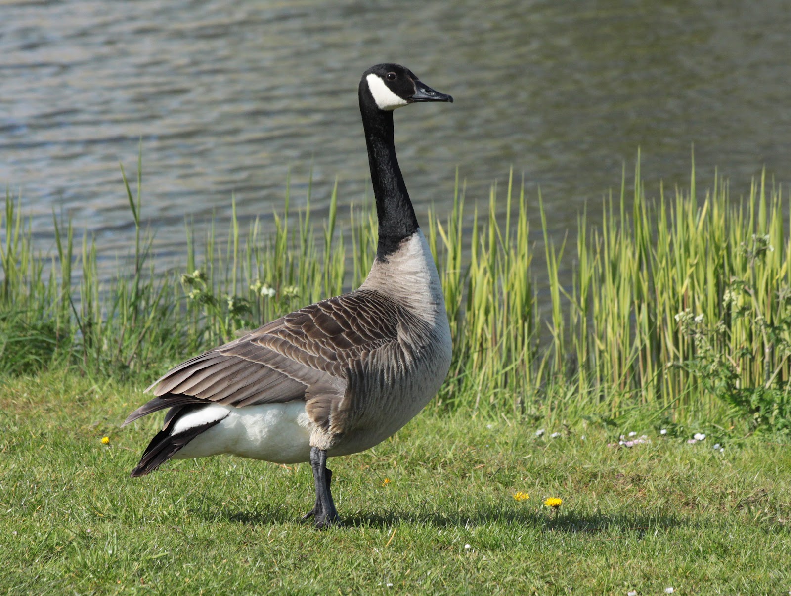 BO629HR: Wandelen met Dennis