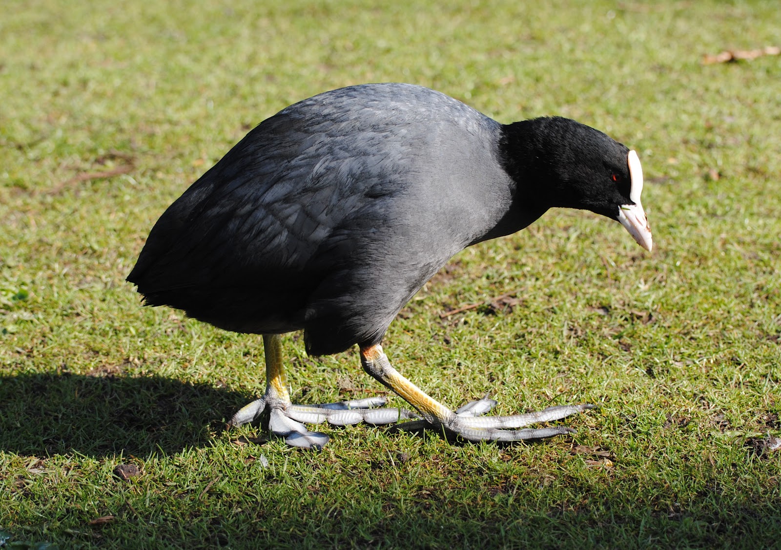 Waarneming van de dag!: Meerkoet