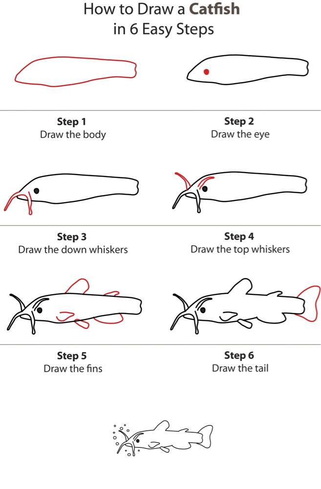 How to Draw Catfish - How to Draw Animal