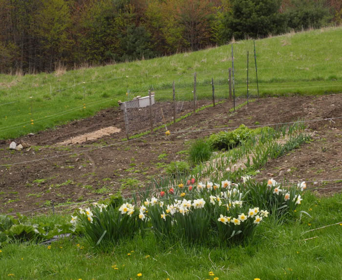 Studio and Garden: The Early Vegetable Garden