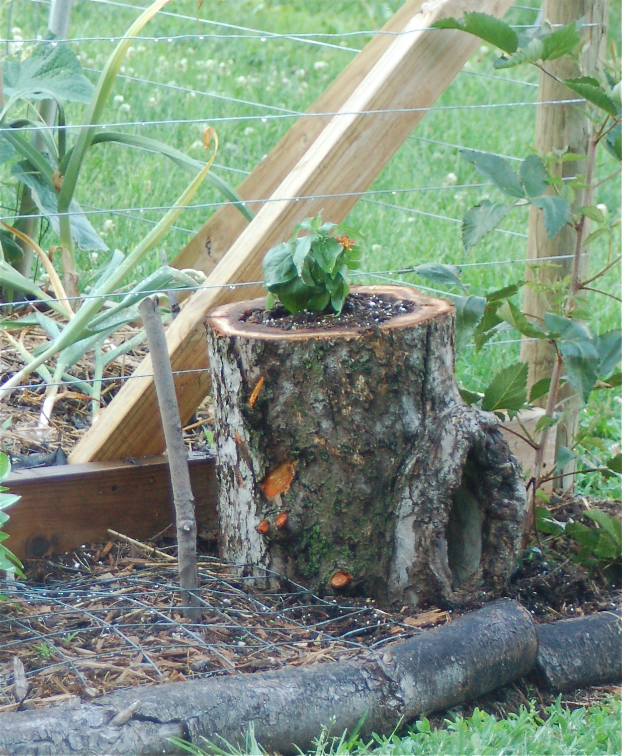 shorties funny farm: ::hollow tree planters::