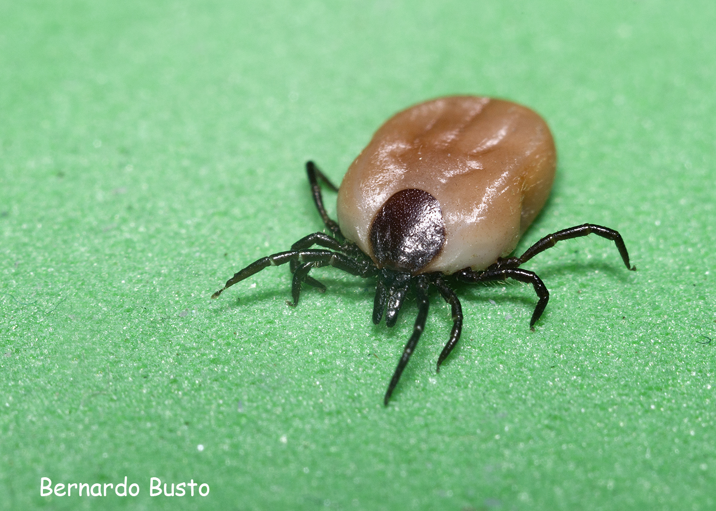 RÍA DE LA VILLA: Una de Garrapatas