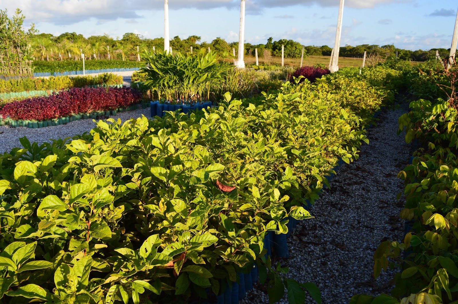 Mudas Nativas para Reflorestamento e Arborização Urbana em Recife ...