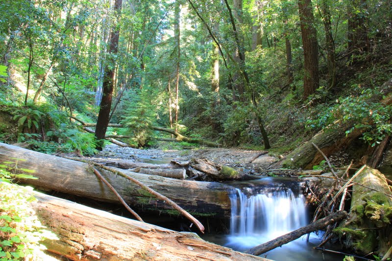 Eye On The View: Henry Cowell Fall Creek Unit - Fall Creek