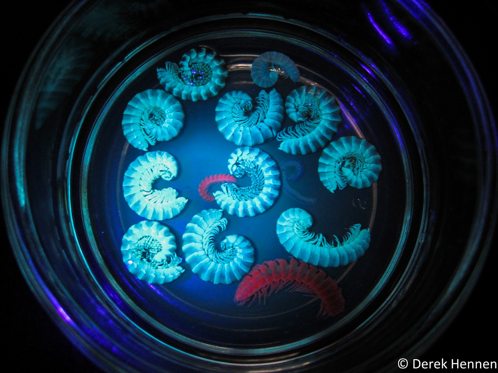 Normal Biology: A Primer on Ohio Millipedes