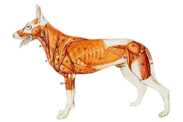 BLOG VETERINARIO: Enfermedades musculares en el perro: Miositis
