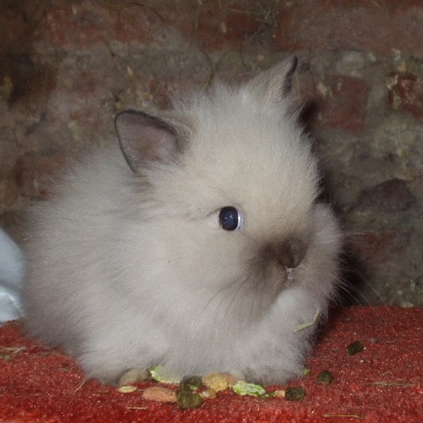 Lionhead Rabbit | The Life of Animals