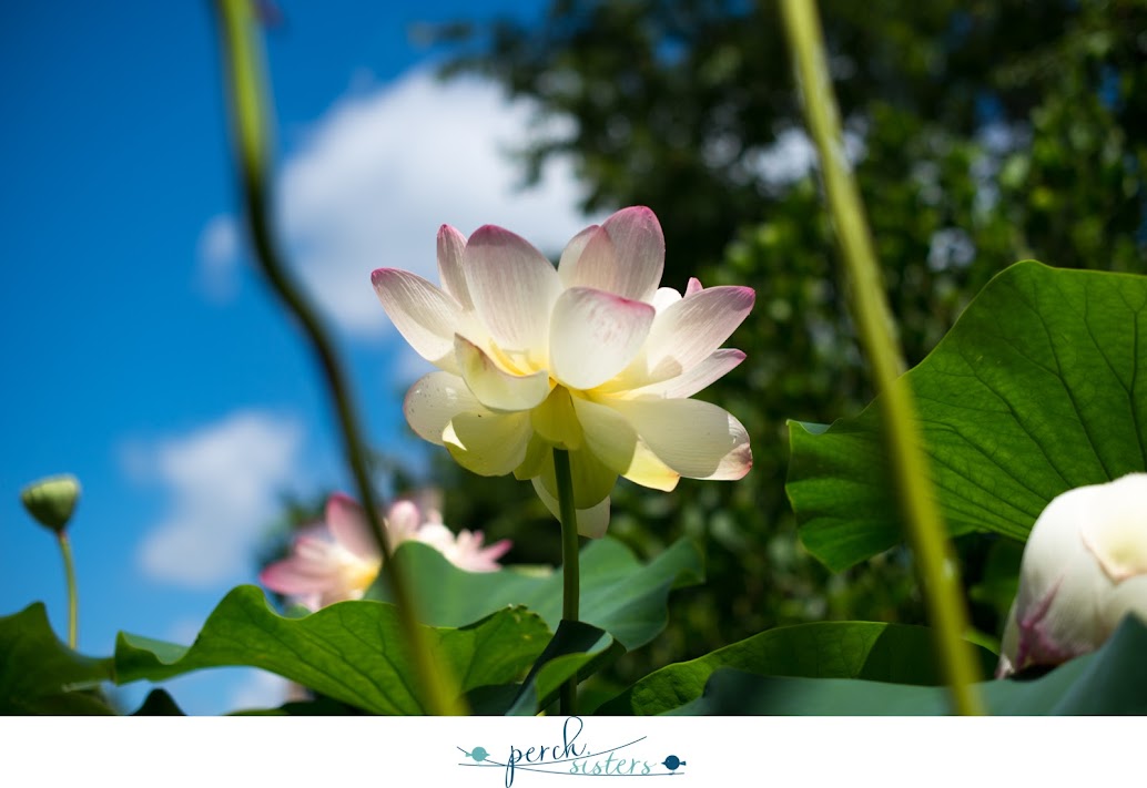Perch Sisters | Photography: summer vacation | wickford,ri water lilies