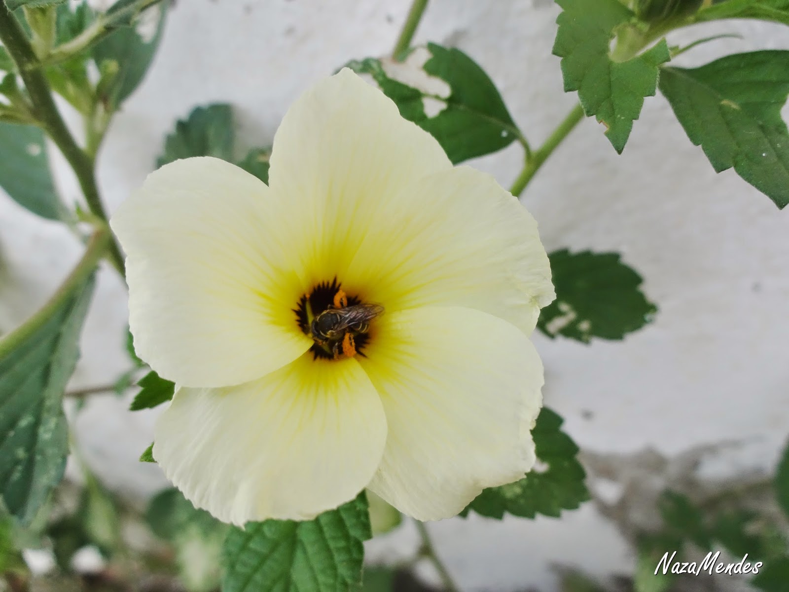 Brasil Insetos!!! Do Caçadores de Insetos!!!: Flor Chanana ou Xanana ...