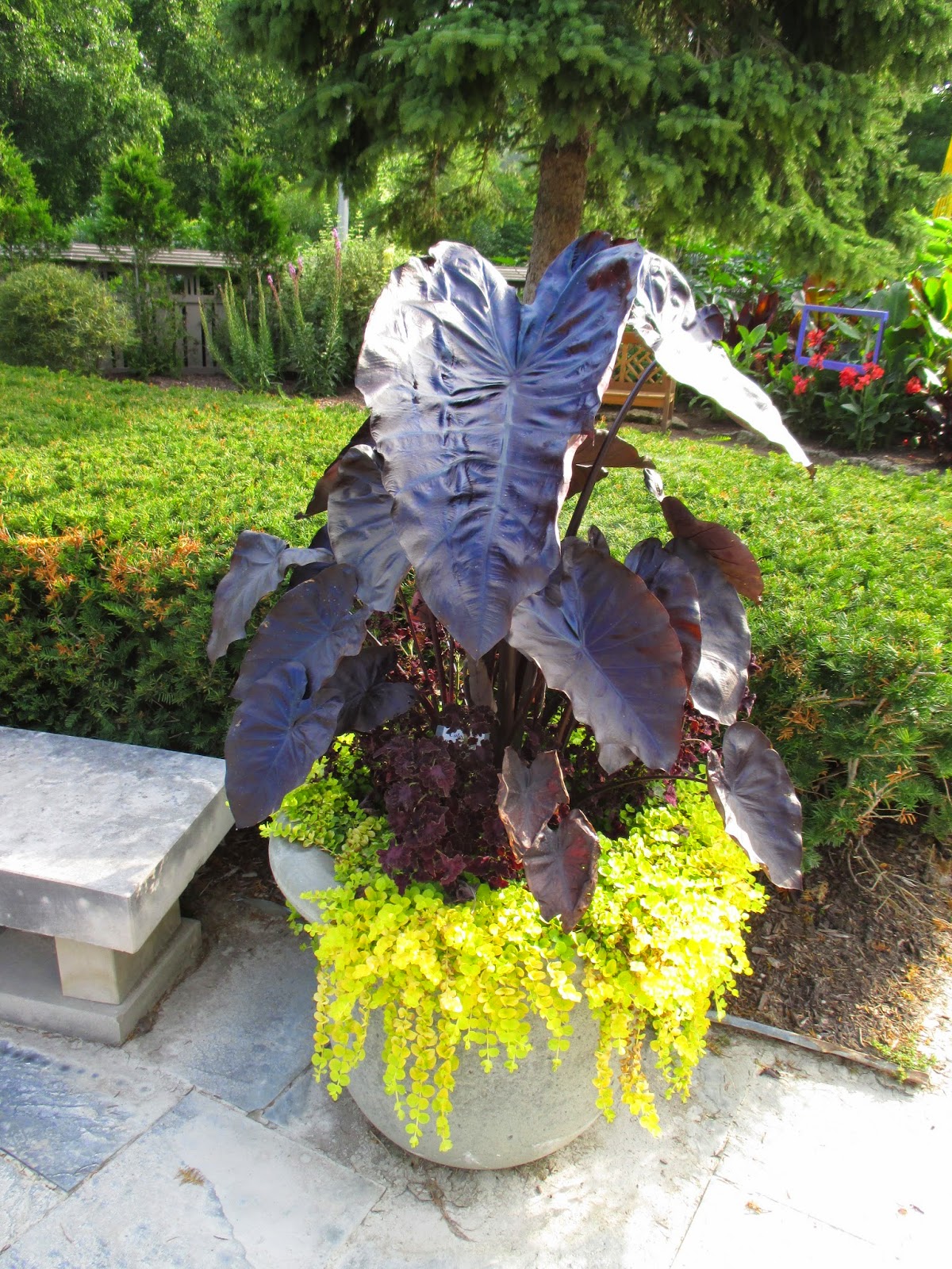Rotary Botanical Gardens - Hort Blog: 2015 Elephant Ear Collection