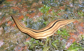Real Monstrosities: Land Planarian