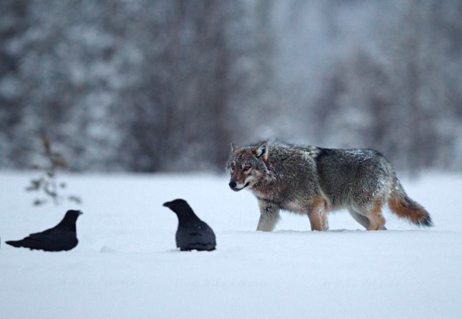 White Wolf : Stunning beauty of wild wolves in Finland by award winning ...