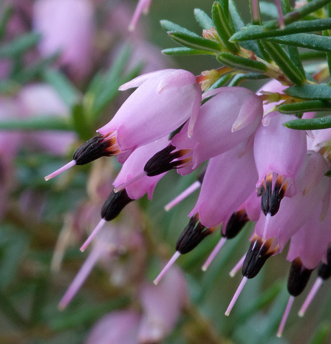 Heath Flower