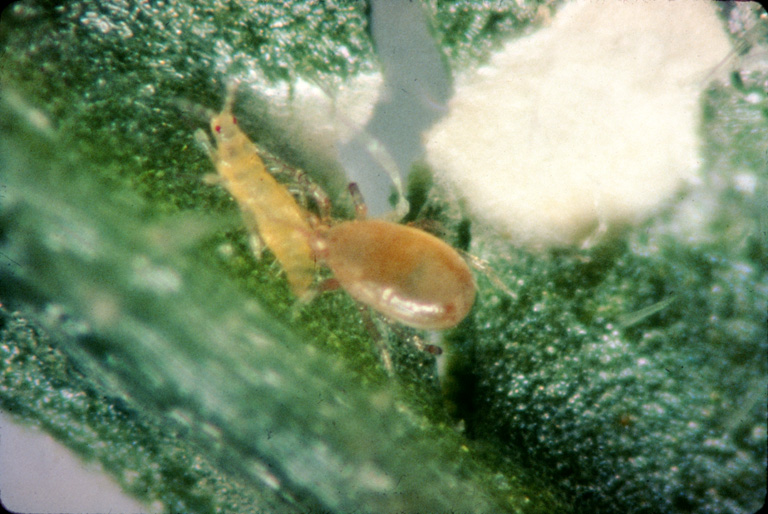 The Minnesota Rose Gardener: The Pesticide-Free Rose Garden