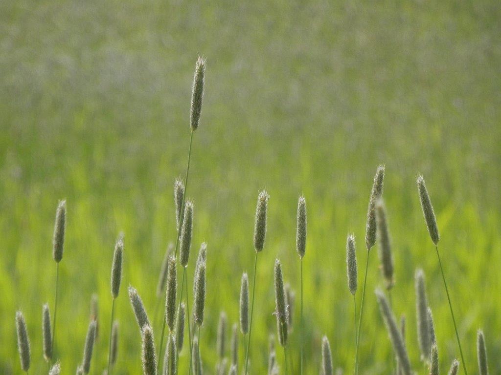 natuurrondleiding door een IVN-Natuurgids: Kropaar, Reukgras, Rood ...