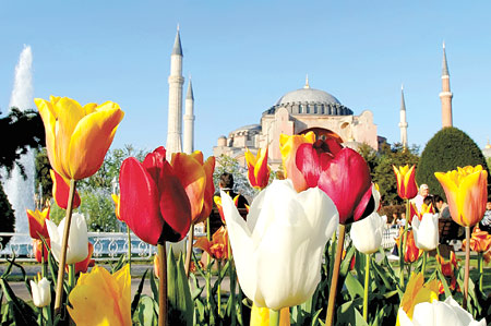BUNGA TULIP ISTANBUL, TURKI
