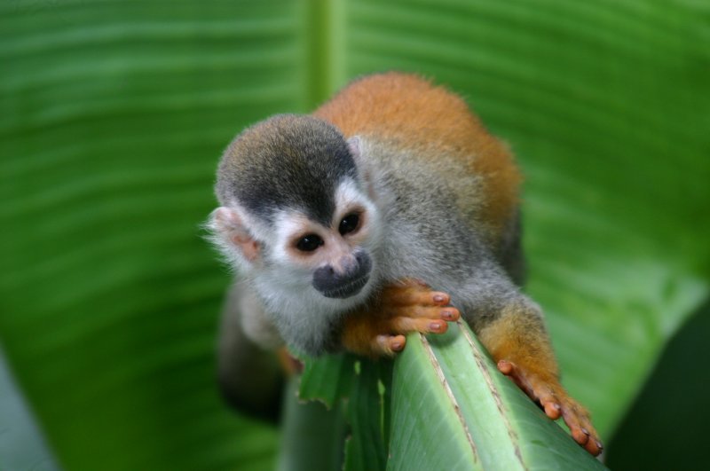 TV CANAL M MEXICO: MONO TITI… EL MÁS PEQUEÑO DE LOS MONOS