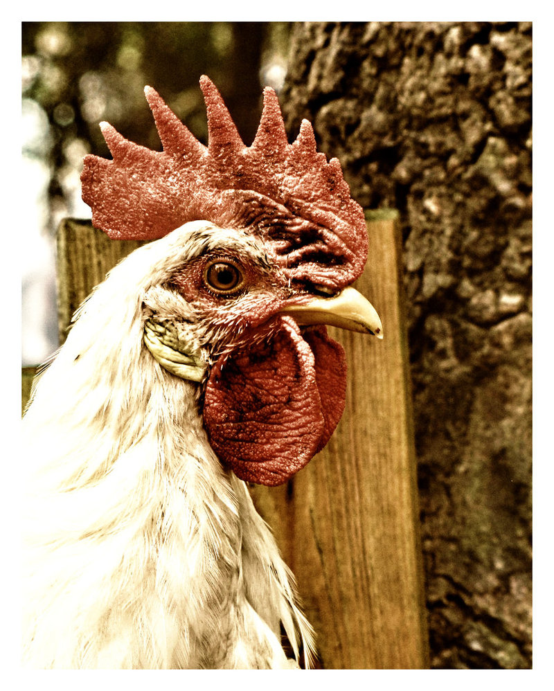 La curiosidad mató el rato: El canto de los gallos...