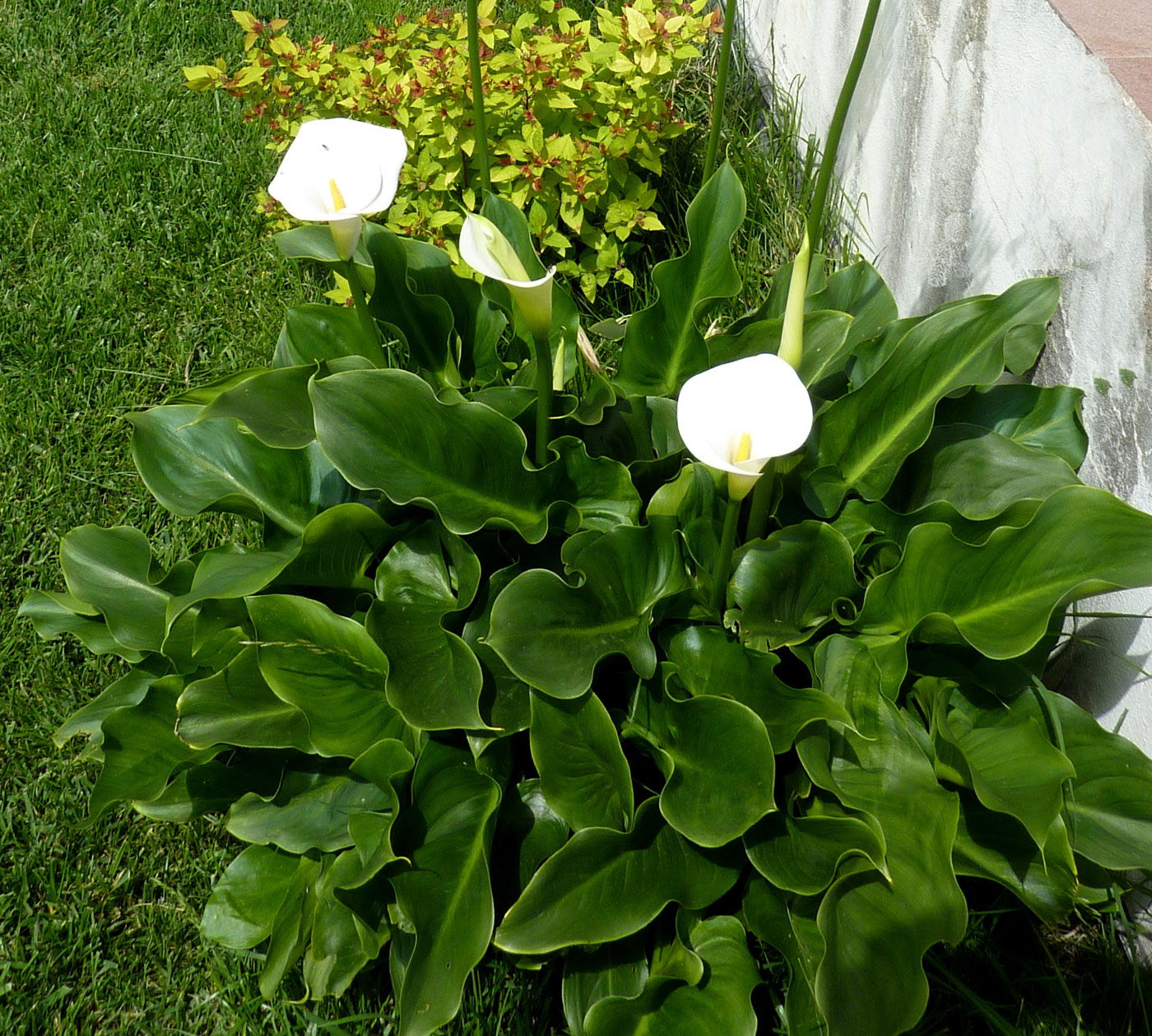 Il mondo in un giardino: La calla e i suoi significati