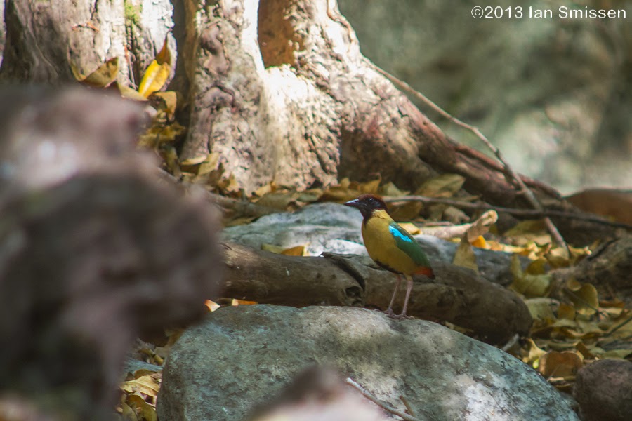 A passion for birds...: Paluma Range NP